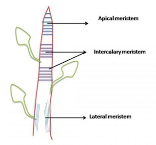 Meristematic tissue | Class 9, Tissues