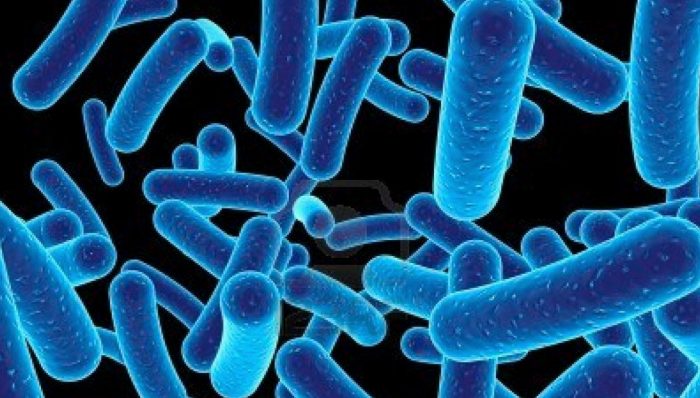 Groups of Micro-Organism - Class 8, Micro-organism:Friend and Foe