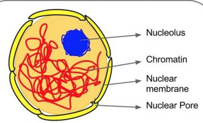 Nucleus - Cell structure and functions, Class 8