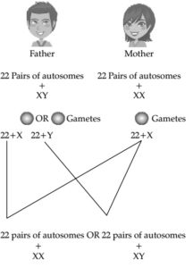 Chapter 9 Heredity and Evolution - Class 10, NCERT Solutions, Science