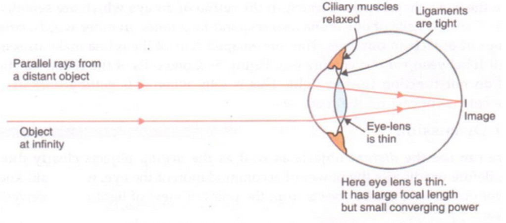 Human Eye - Class 10, The Human Eyes and The Colorful World
