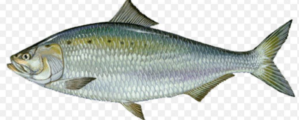 Habitat - Class 6, The Living Organisms and Their Surroundings