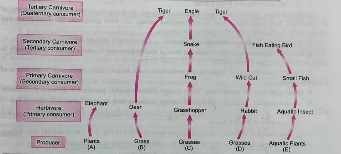 Food chain and Food web - Class 10, Our Environment