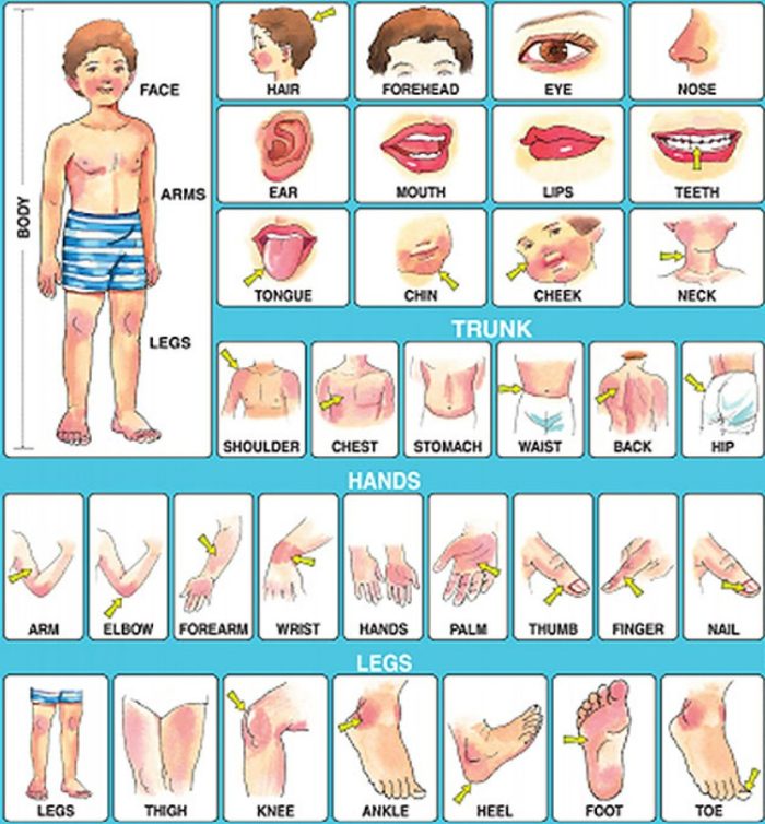 Names Of Human Body Parts In English With Illustrations English
