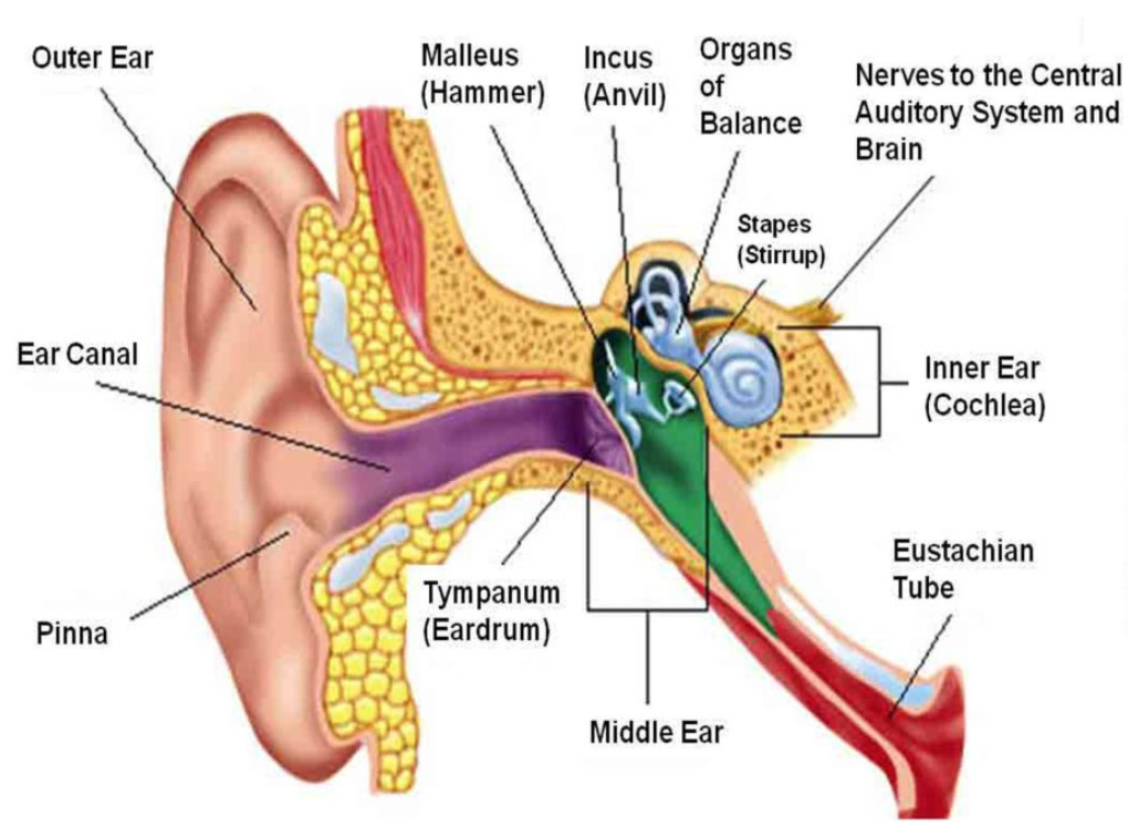 Chapter 12 Sound - Class 9, NCERT Solutions, Science