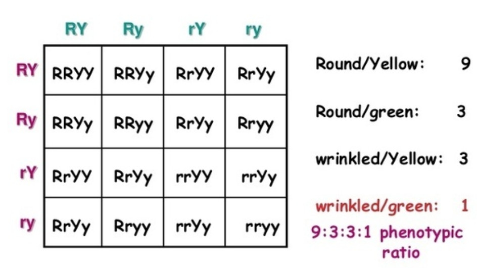 Mendel's Contribution - Class 10, Heredity and Evolution