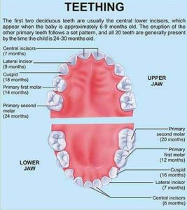 Names and Types of Teeth in English with Illustrations - English