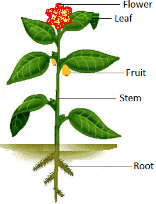 Diagram Of Plant Parts And Functions