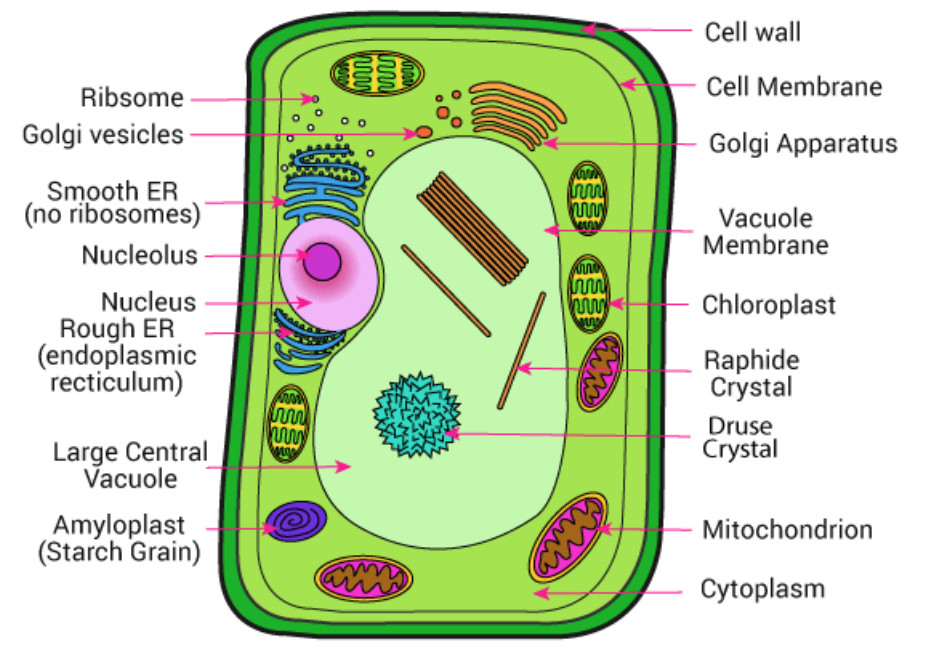 Plant Cell Diagram Class Ncert Structure Functions And Diagram My XXX