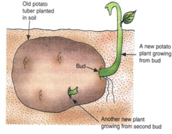HOW POTATO REPRODUCT Science Reproduction In Plants 516437 
