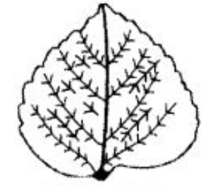 Flowers , Fruits and Seeds | Class 6, Getting to know Plants