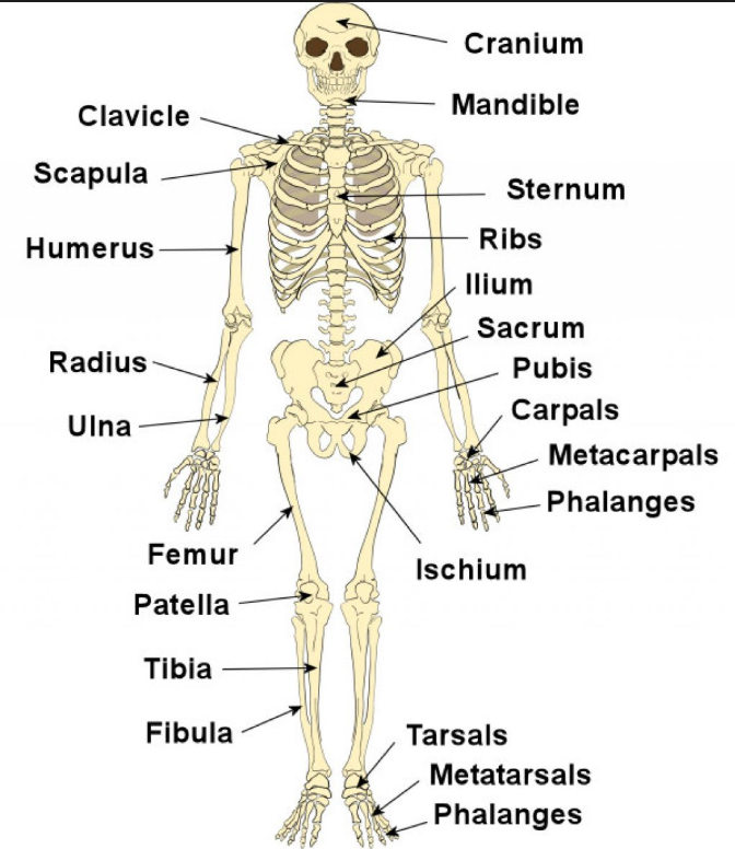 Skeleton Framework Of Bones Body Movements Class 6