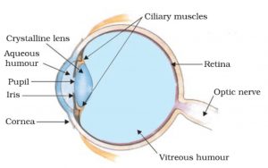 Human Eye - Class 10, The Human Eyes and The Colorful World