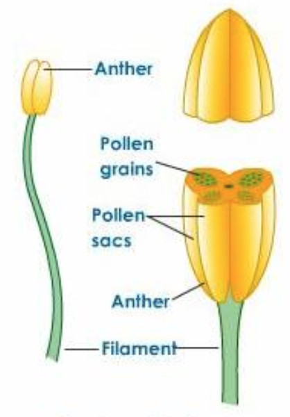 Chapter 12 Reproduction in Plants - Class 7, Science