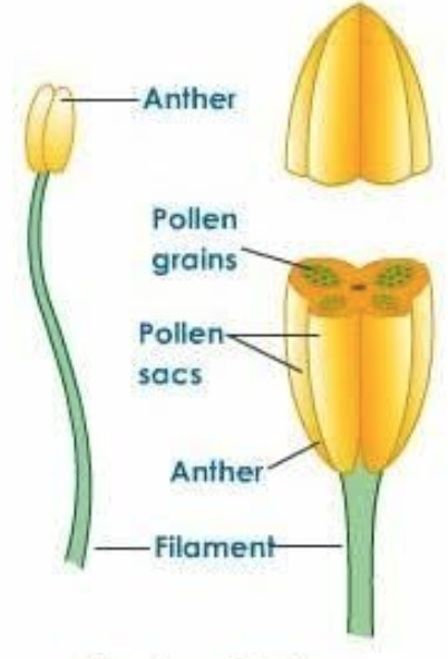 Flowers, Fruits and Seeds - Class 6, Getting to know Plants