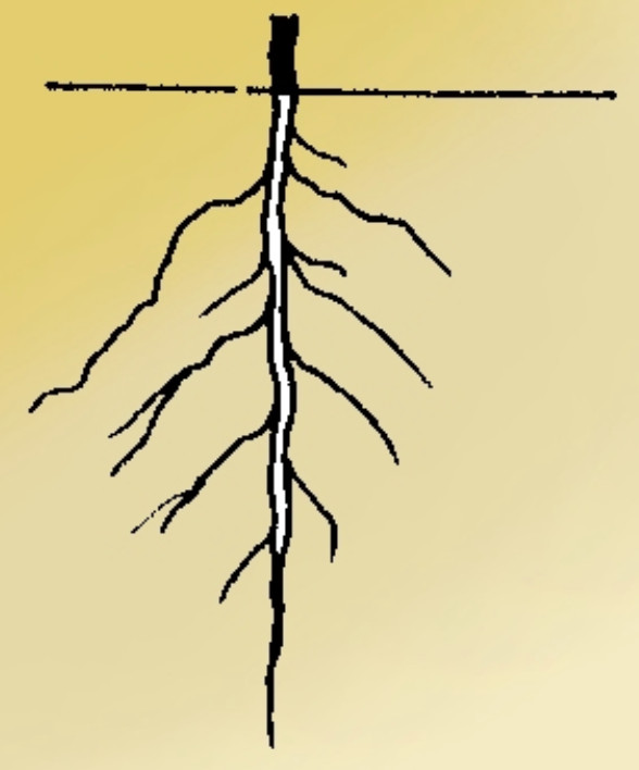 Chapter 7 Getting to know Plants - Class 6, NCERT Solutions, Science