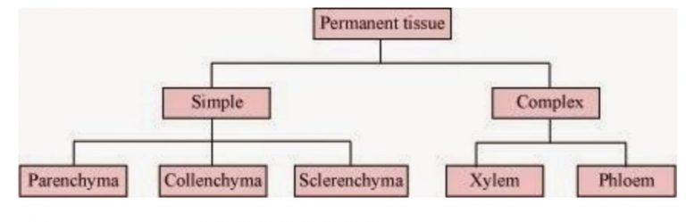 Chapter 6 Tissues - Class 9, NCERT Solutions, Science