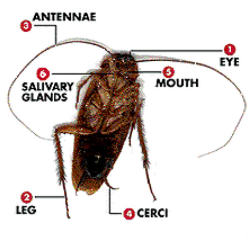Muscle Contraction and Movement in Animals - Body Movements, Class 6