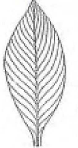 Flowers, Fruits and Seeds - Class 6, Getting to know Plants