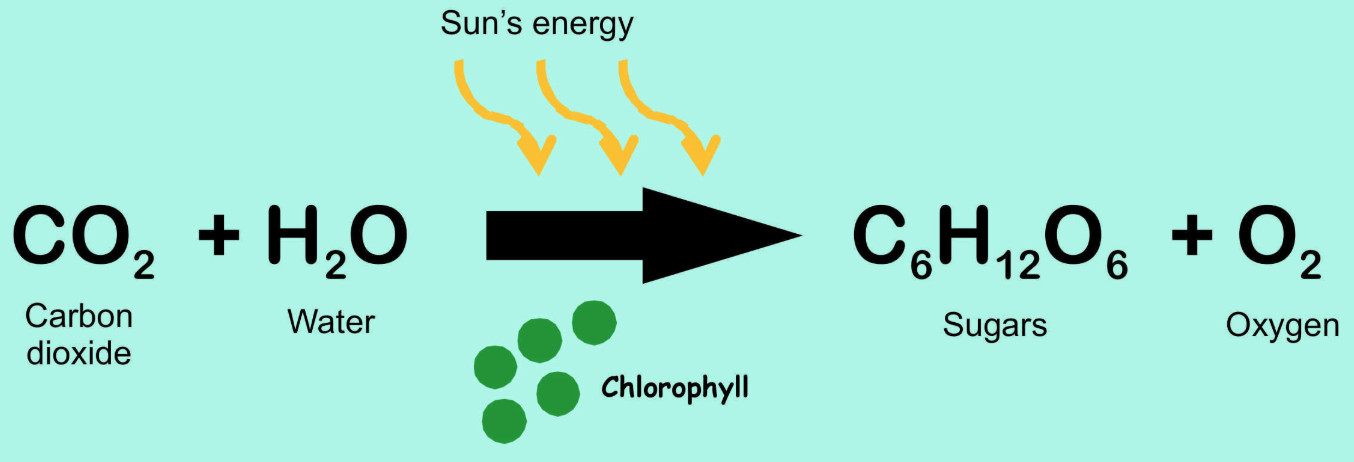 Chapter 1 Nutrition In Plants - Class 7, NCERT Solutions, Science, Science