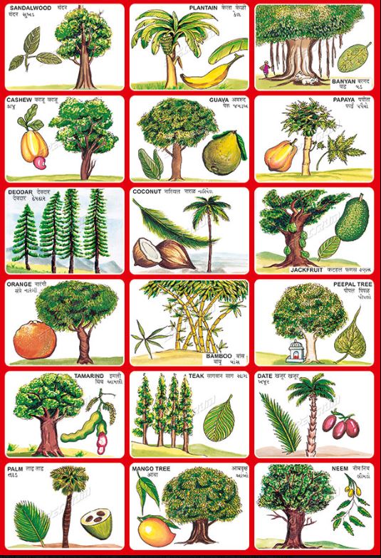  Tree Names In Hindi 